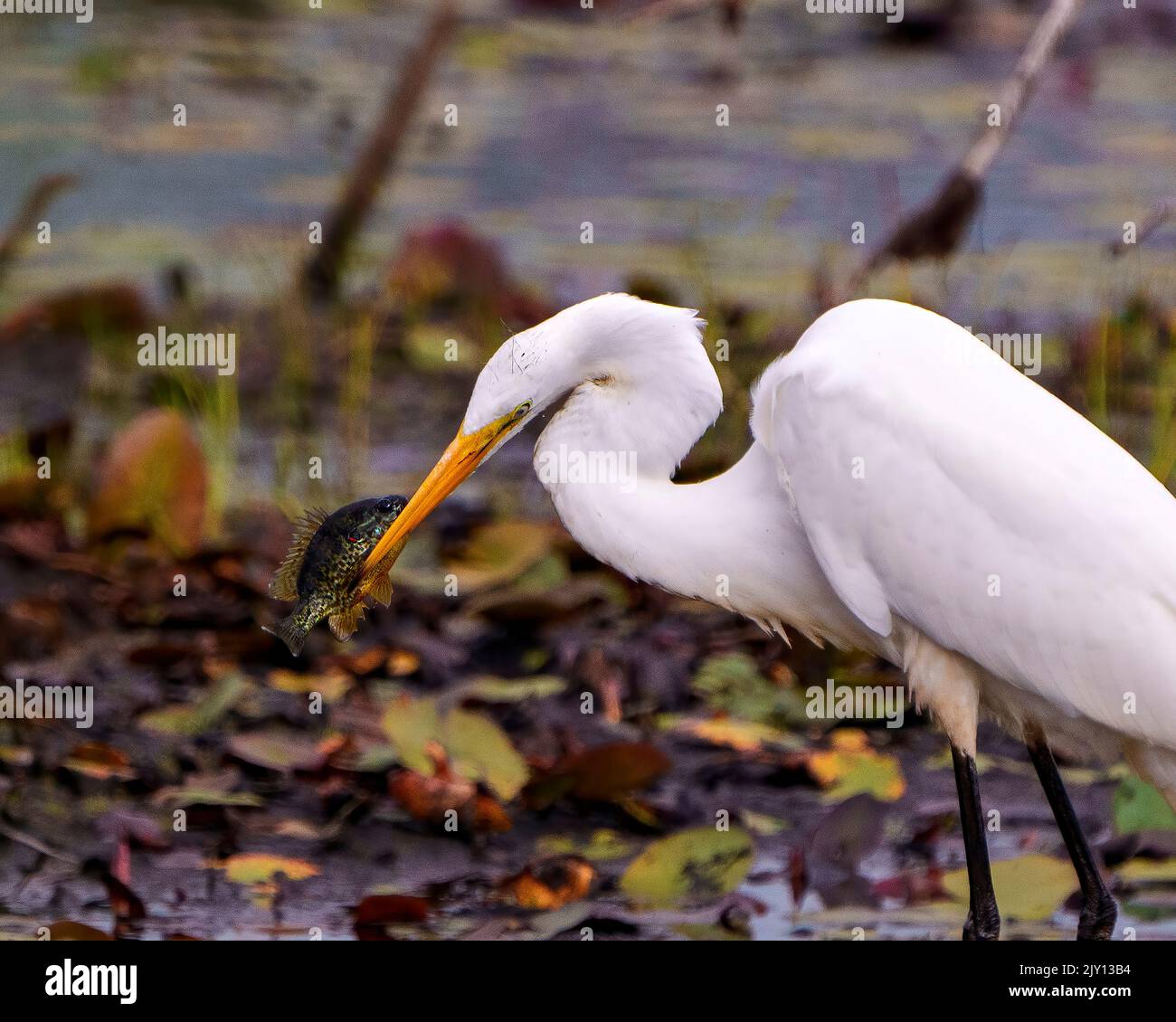 Great White Egret eating a fish with blur foliage background in its ...