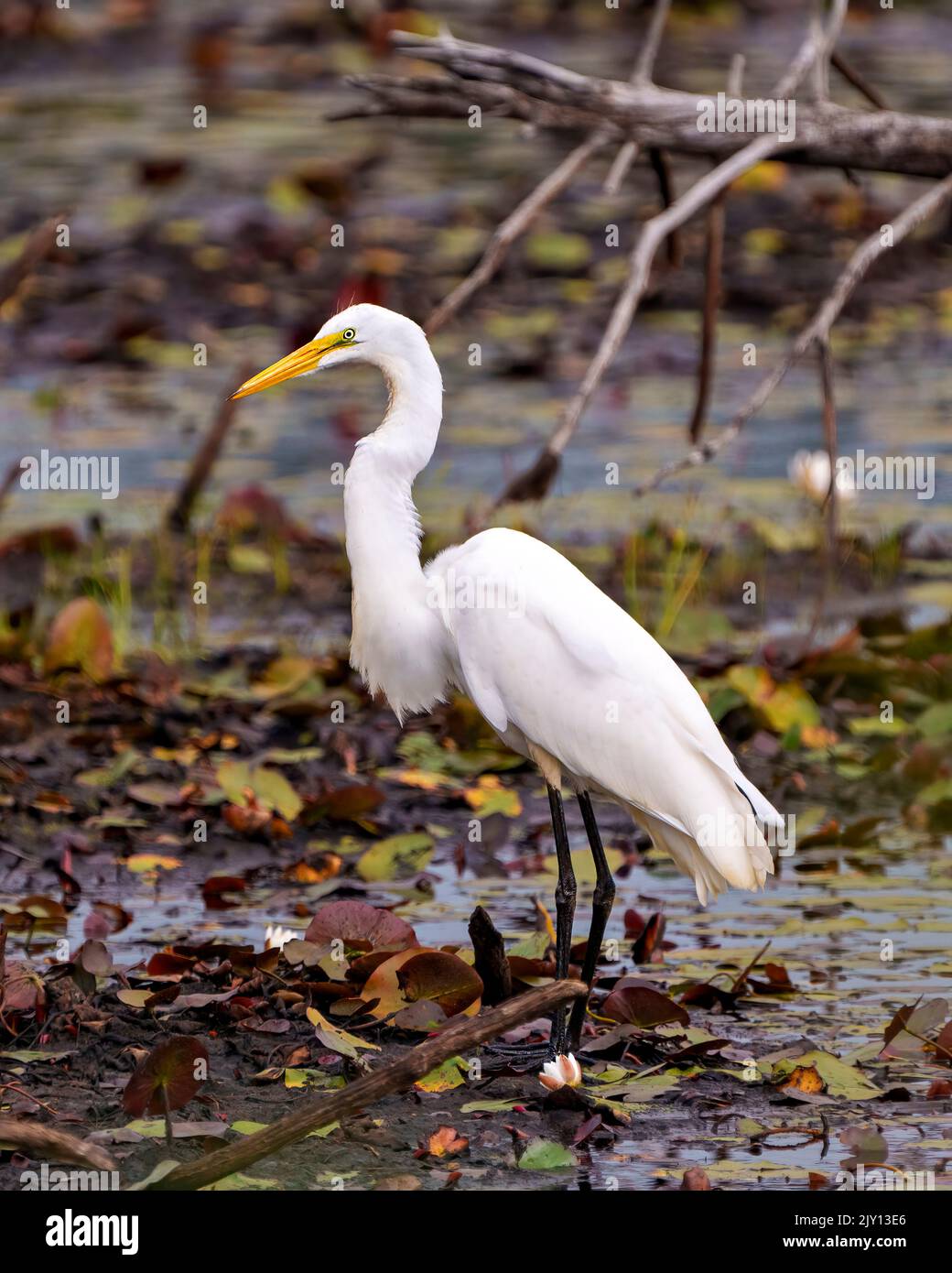 Great White Egret close-up profile side view in shallow water with ...