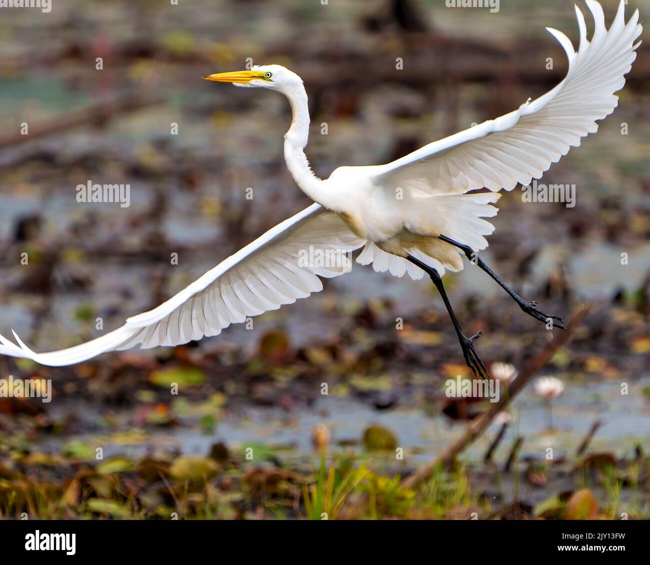 Great White Egret flying, displaying spread wings and beautiful white feather plumage in its ...