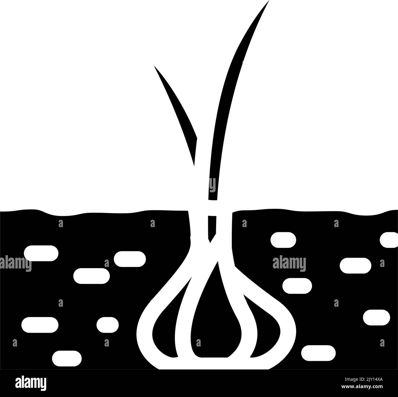 garlic plant vegetable garden glyph icon vector illustration Stock ...