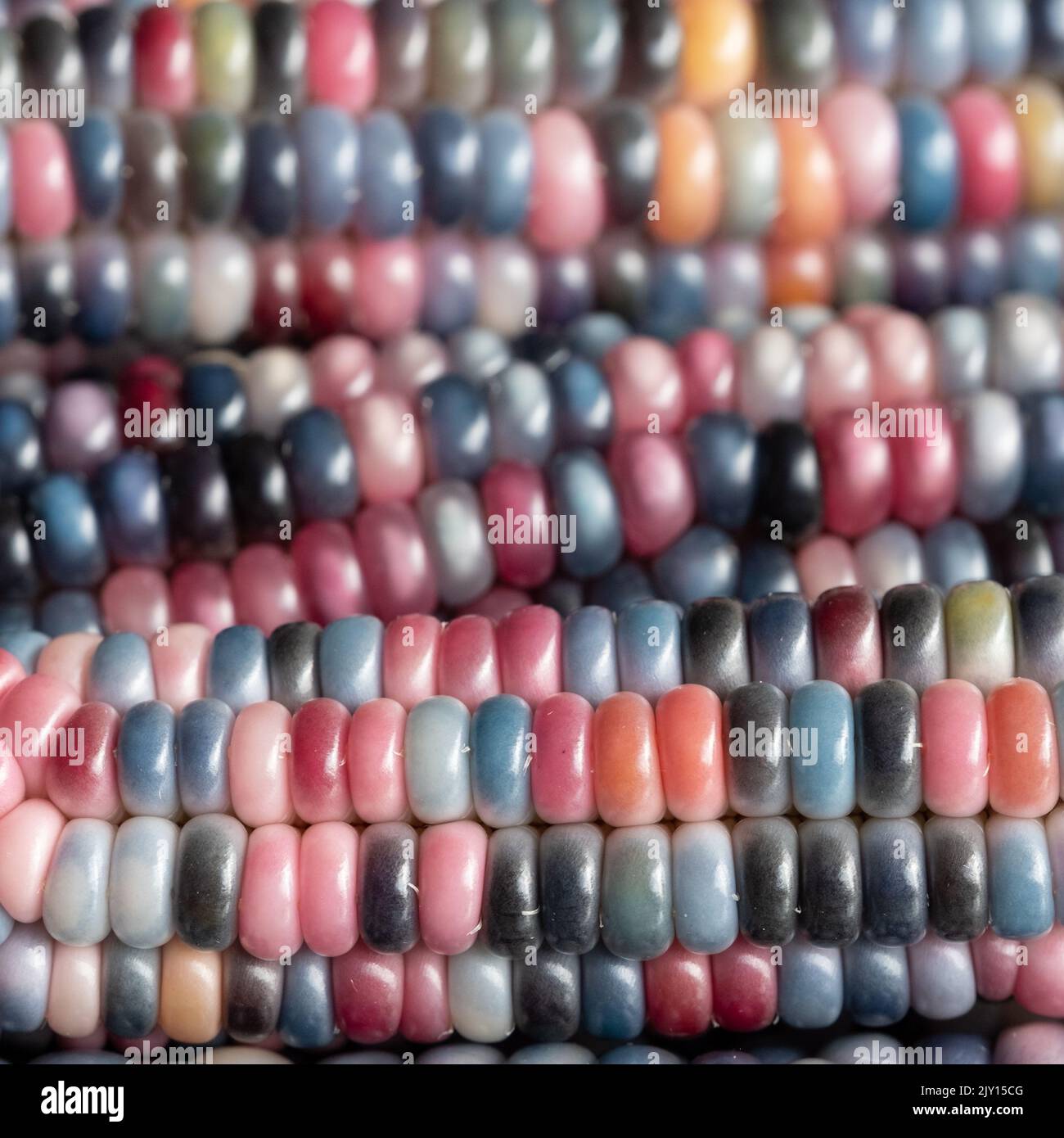 Zea Mays gem glass cobs of corn, also known as calico, flint or fiesta ...