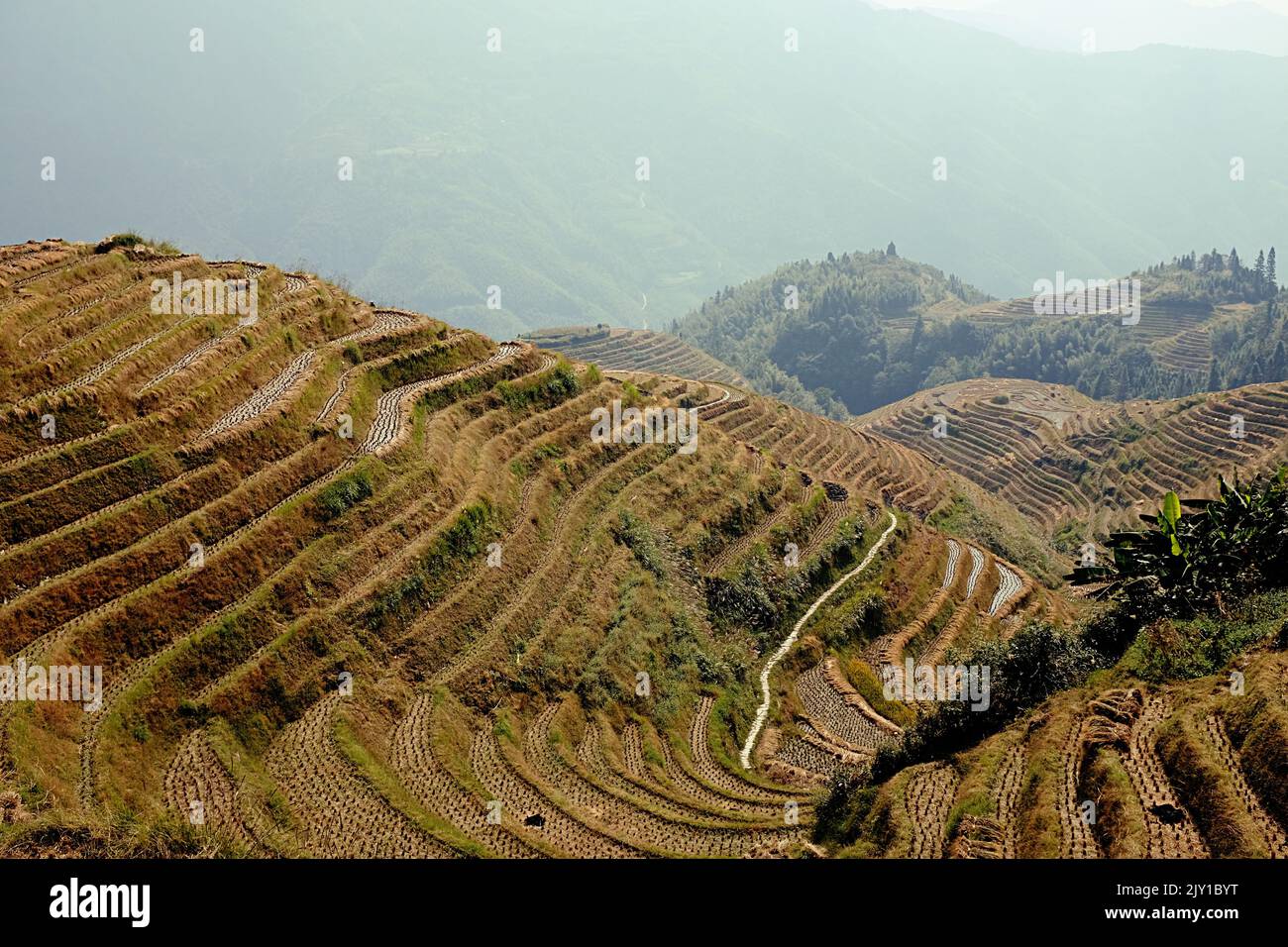 Rice plantation terrace on mountain in China. Beautiful agriculture ...