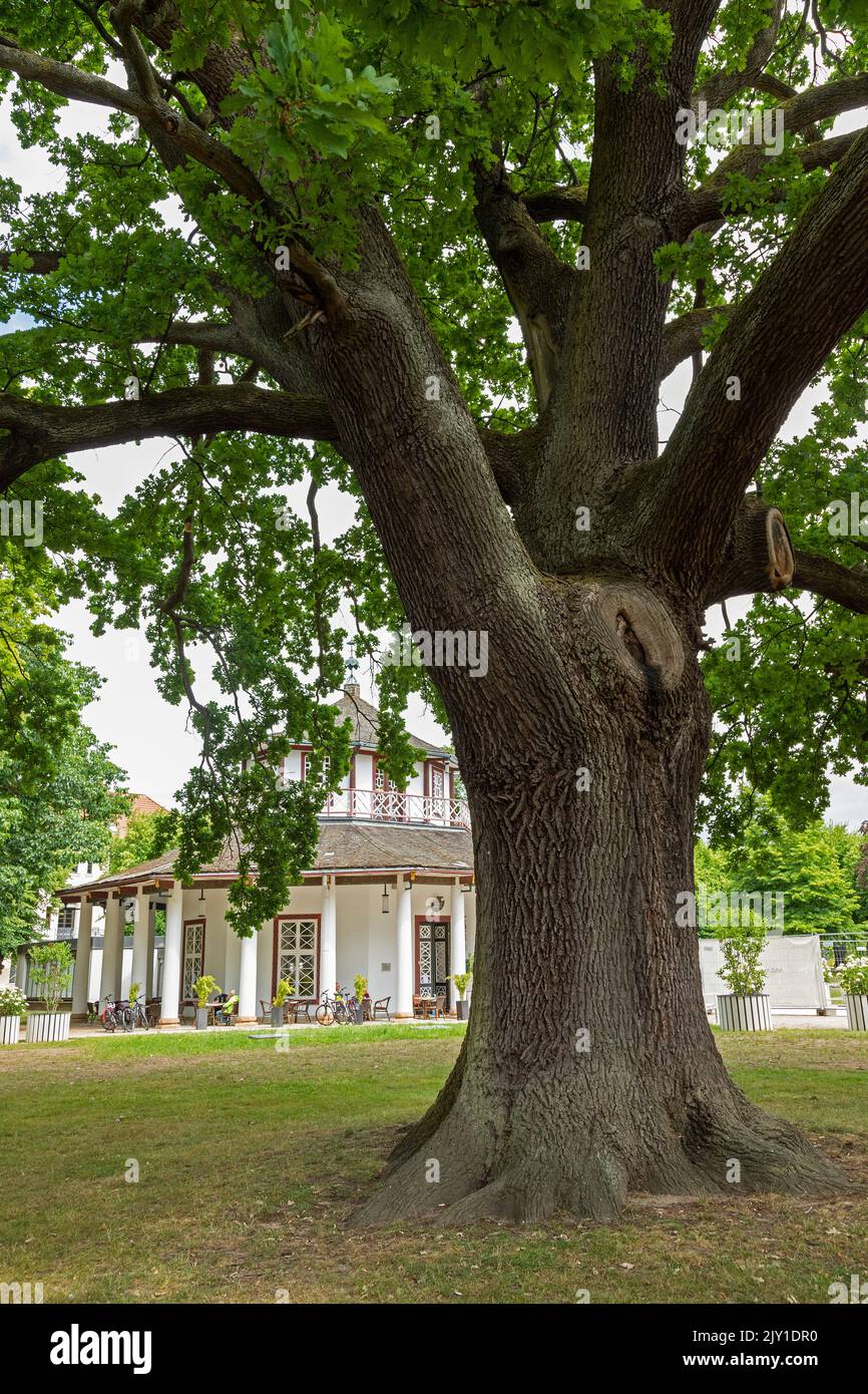 tree, White Pavilion, Bad Doberan, Mecklenburg-West Pomerania, Germany ...