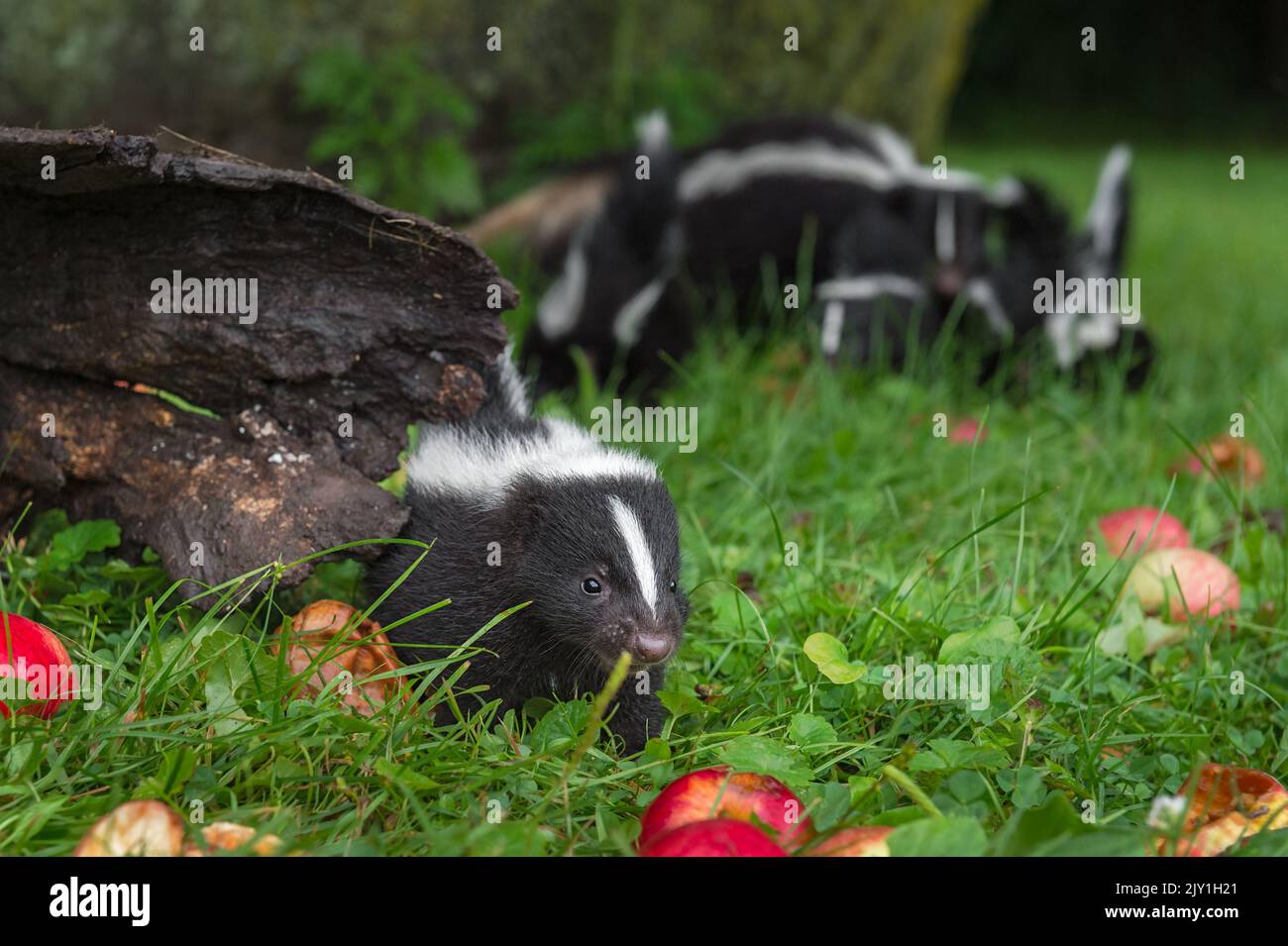 Skunk family in the log hi-res stock photography and images - Alamy