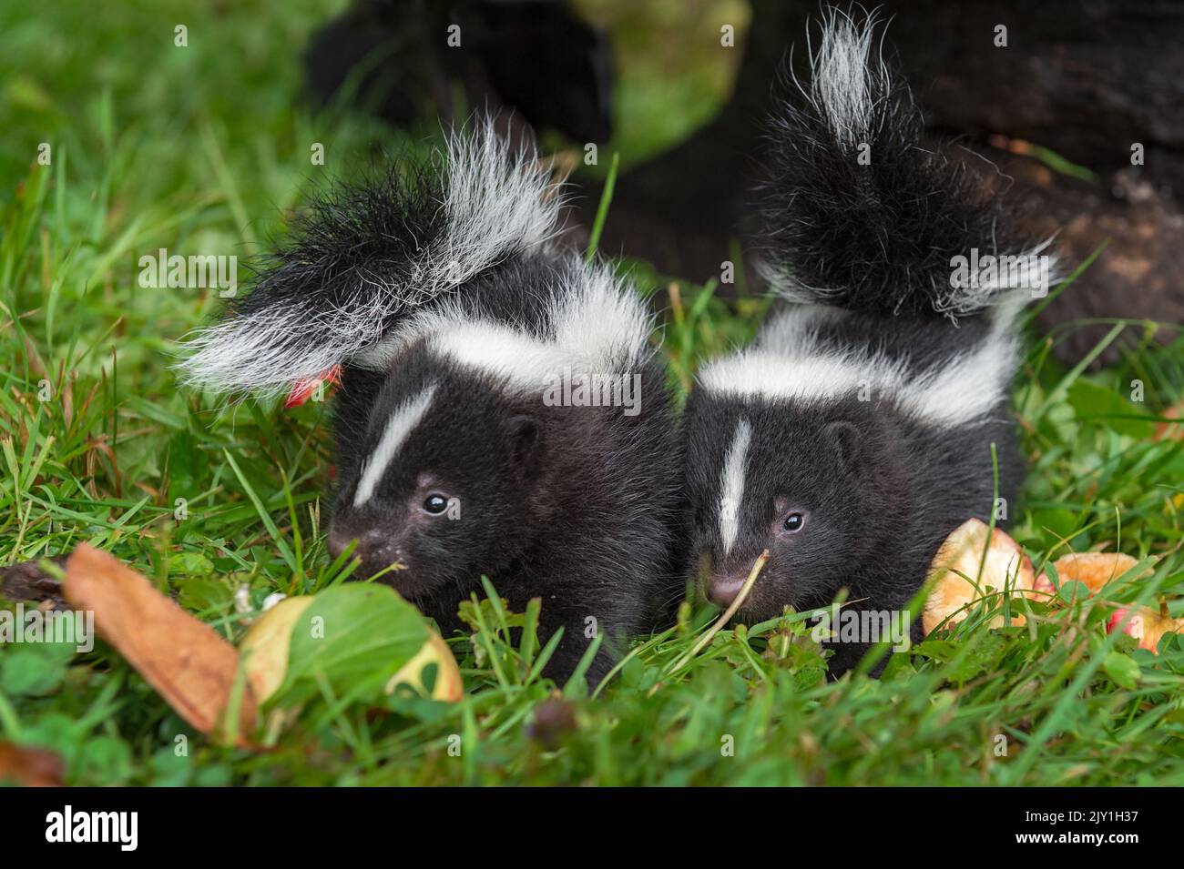 Two Striped Skunk (Mephitis mephitis) Kits Stand Tails Up Summer ...
