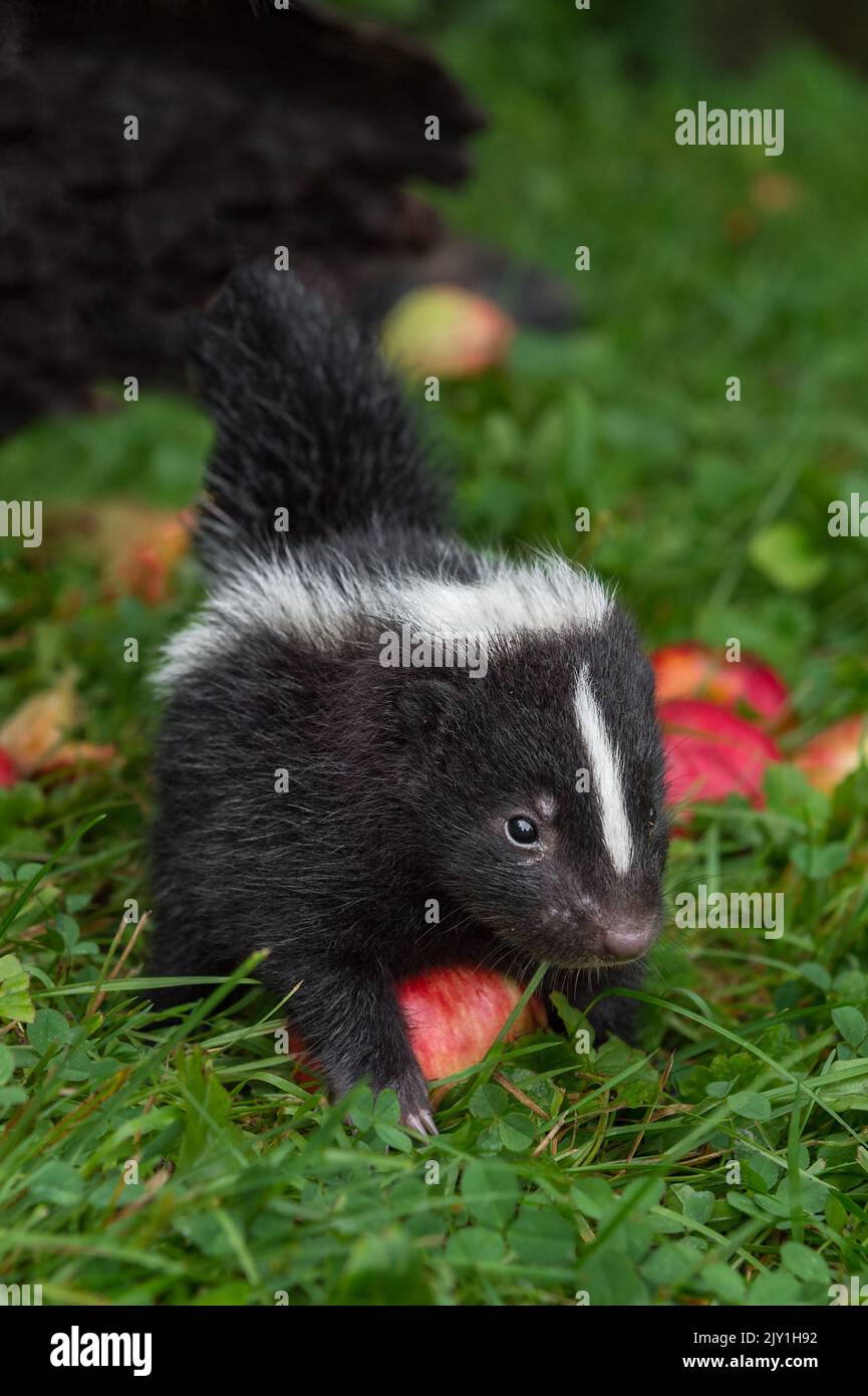 Striped Skunk (Mephitis mephitis) Kit Stands Over Apple Summer ...
