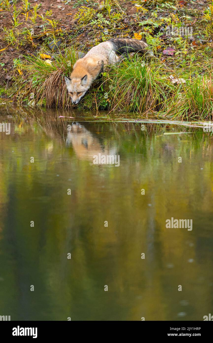 Amber Phase Fox (Vulpes vulpes) Nose to Water Reflected Autumn ...