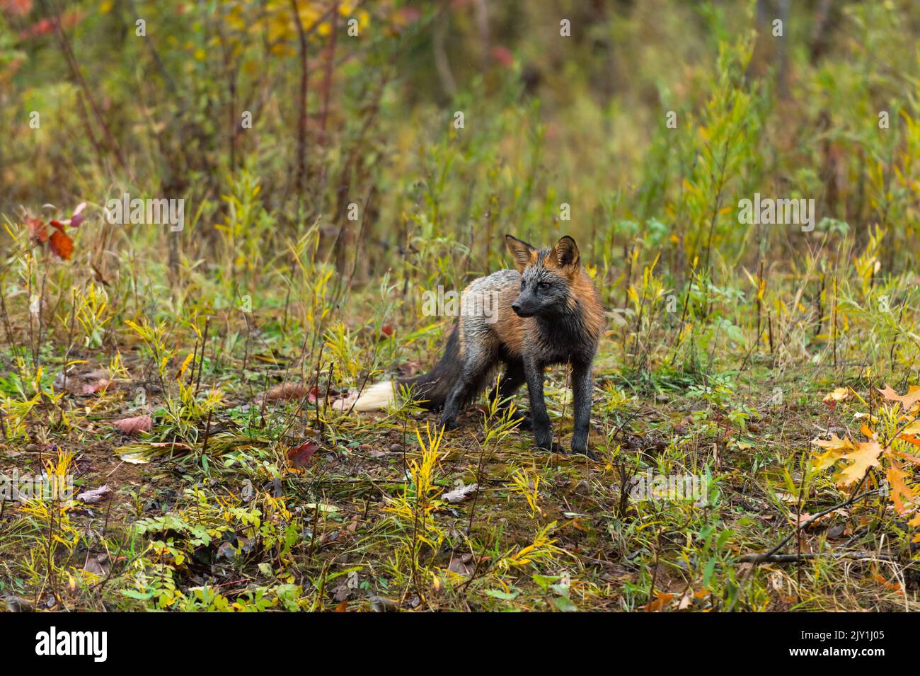 Cross Fox (Vulpes vulpes) Turns to Look Left Summer - captive animal ...
