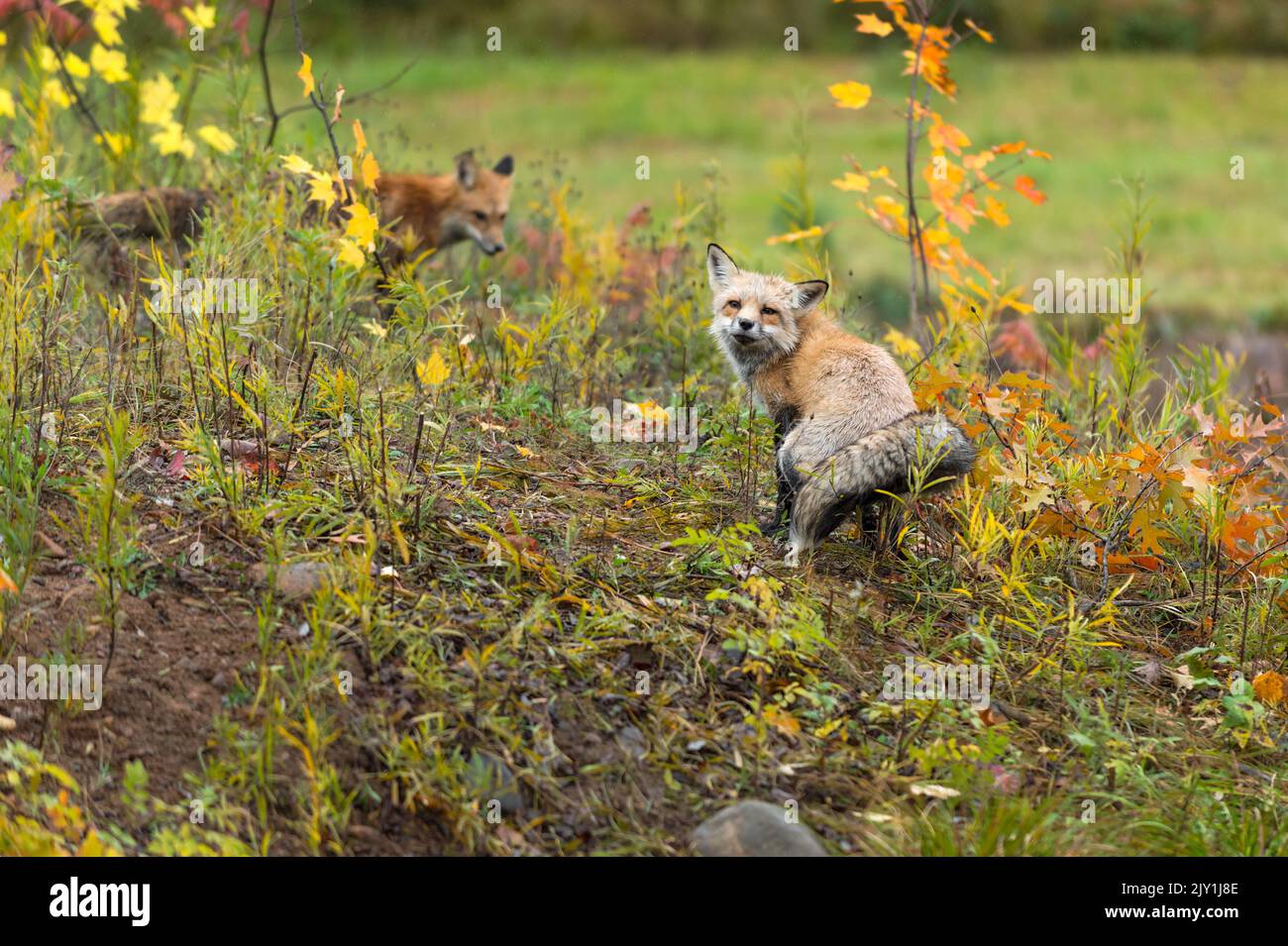 Amber Phase Red Fox (Vulpes vulpes) Looks Over Should While Scent ...
