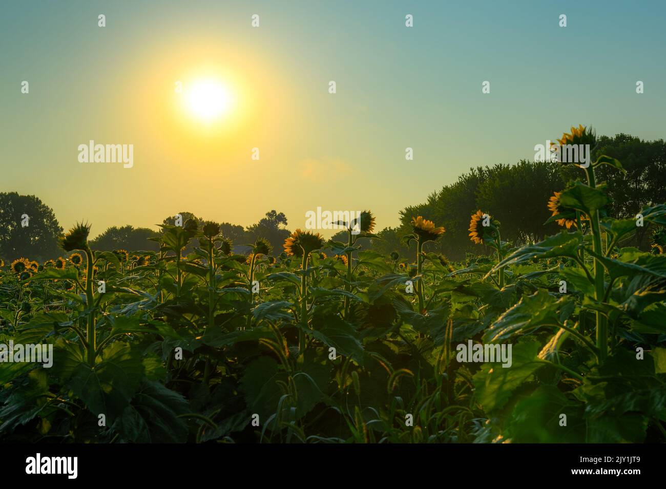 Sunflowers in morning summer field hi-res stock photography and images ...