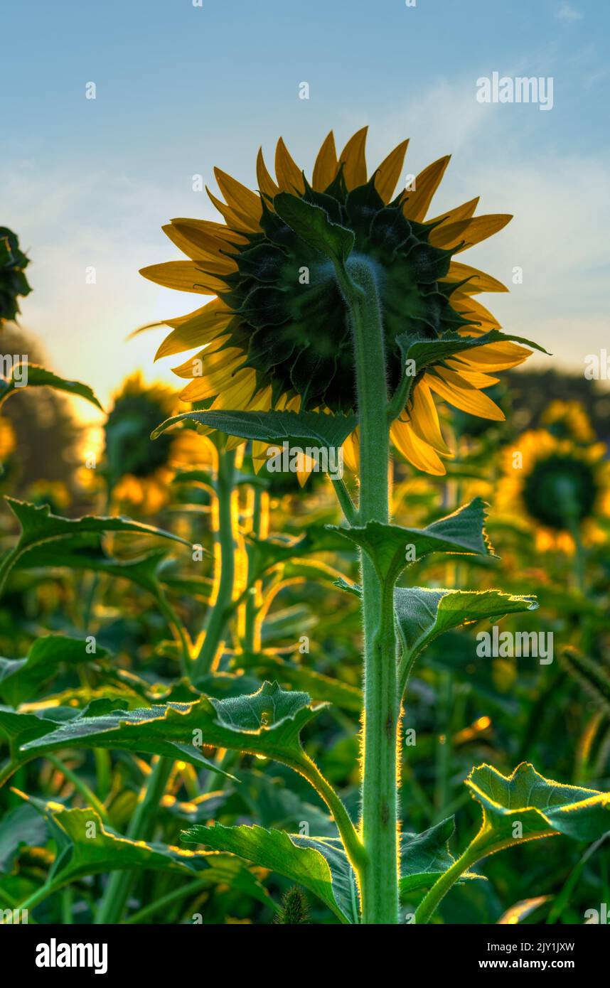 Backside of Sunflower in Field - summer Stock Photo - Alamy