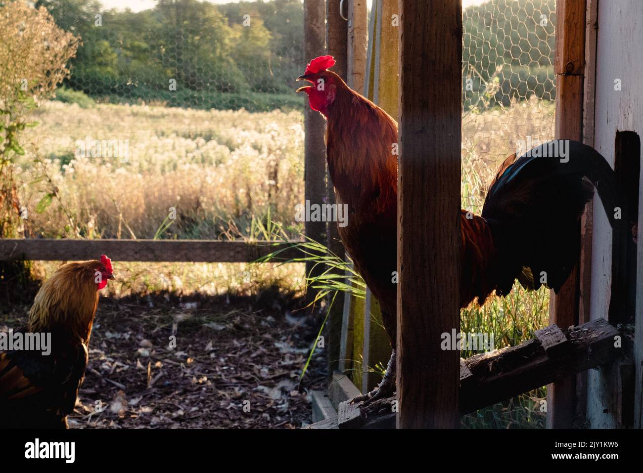 Rooster at sunrise at a lavender farm in Sequim, Washington with blue ...