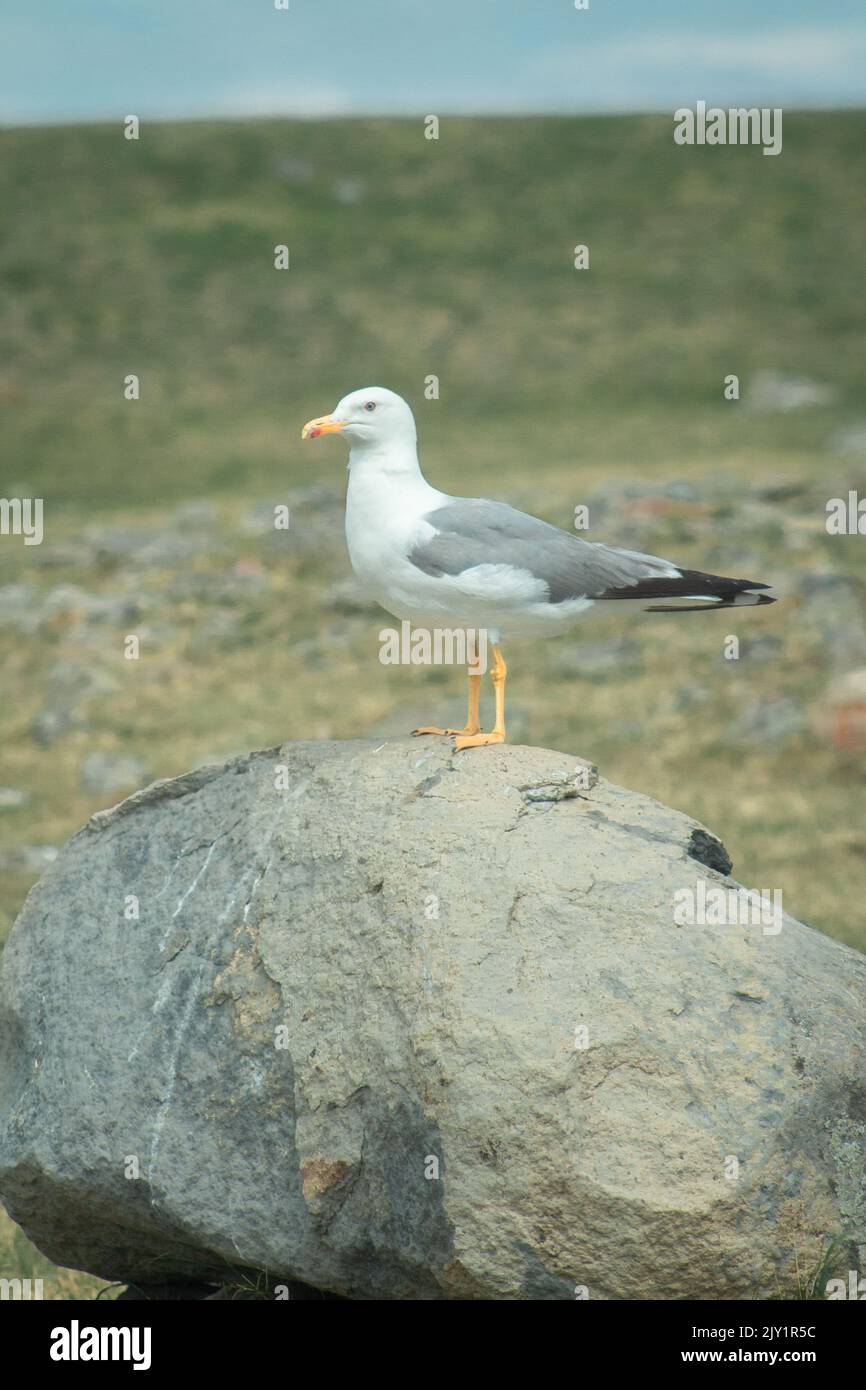 Seagull on rock hi-res stock photography and images - Alamy