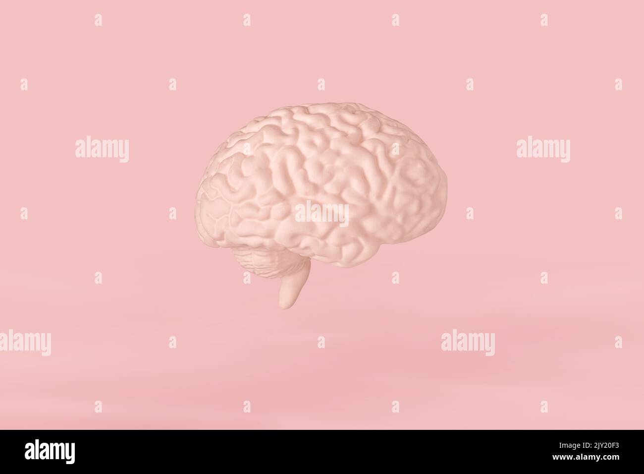 Human brain right hemisphere model isolated on pink background close up ...