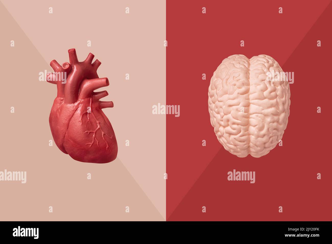Human heart model hi-res stock photography and images - Alamy