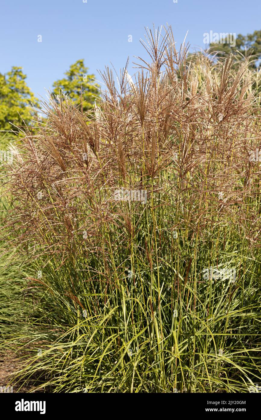 Miscanthus sinensis 'Nipon' Japanese Silver Grass Stock Photo - Alamy