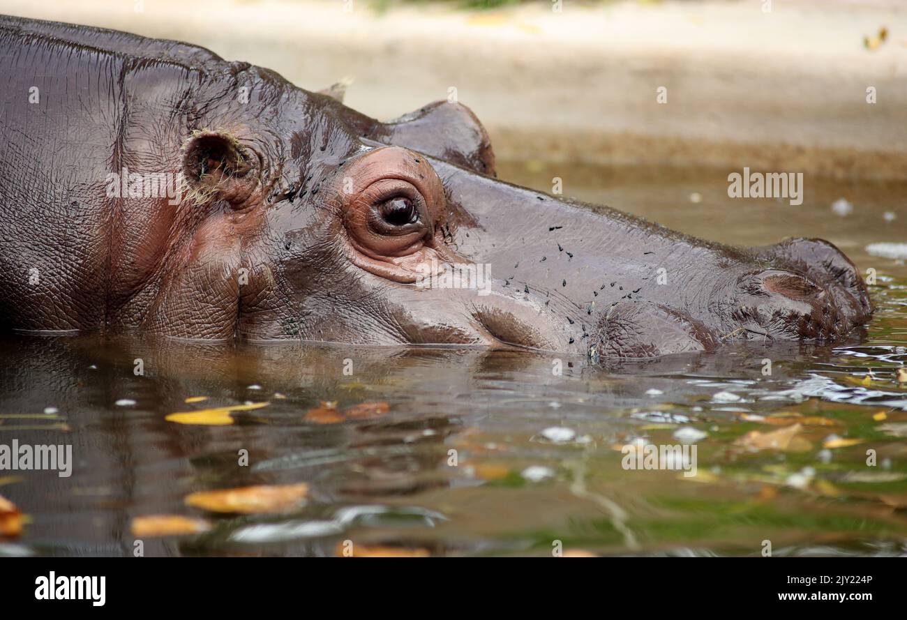 An hippopotamus is seen at the Adelaide Zoo in Adelaide, Monday, May 27 ...