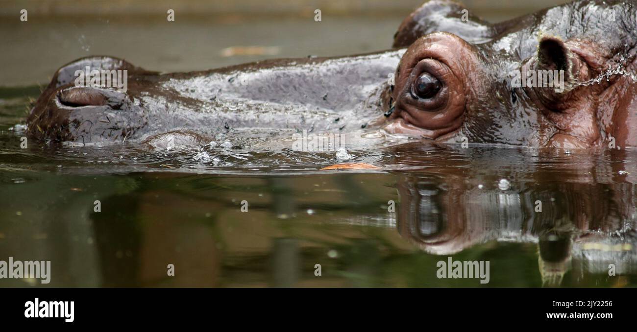 An hippopotamus is seen at the Adelaide Zoo in Adelaide, Monday, May 27 ...
