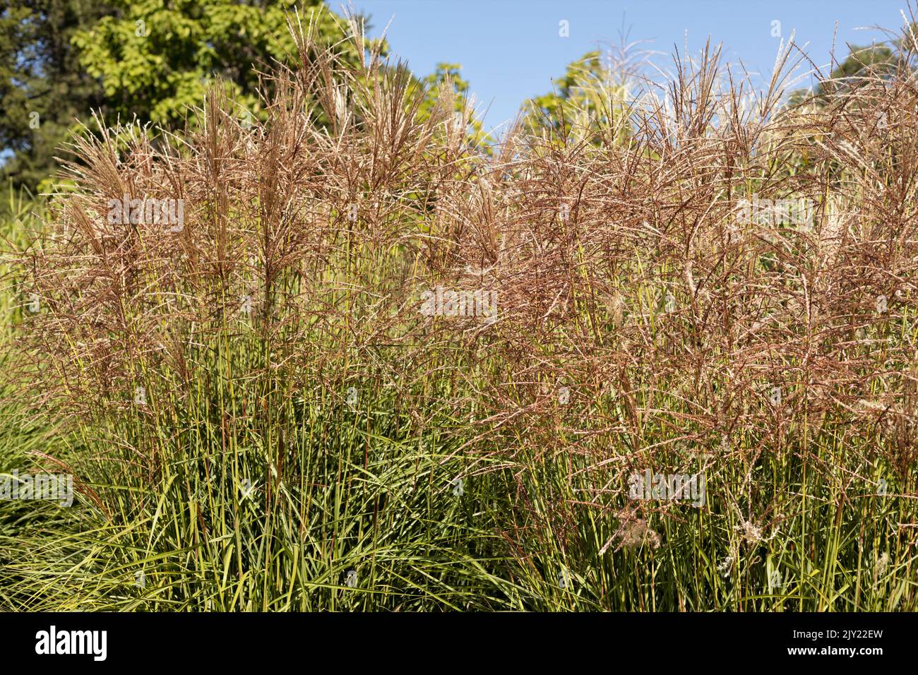 Miscanthus sinensis 'Nipon' Japanese Silver Grass Stock Photo - Alamy