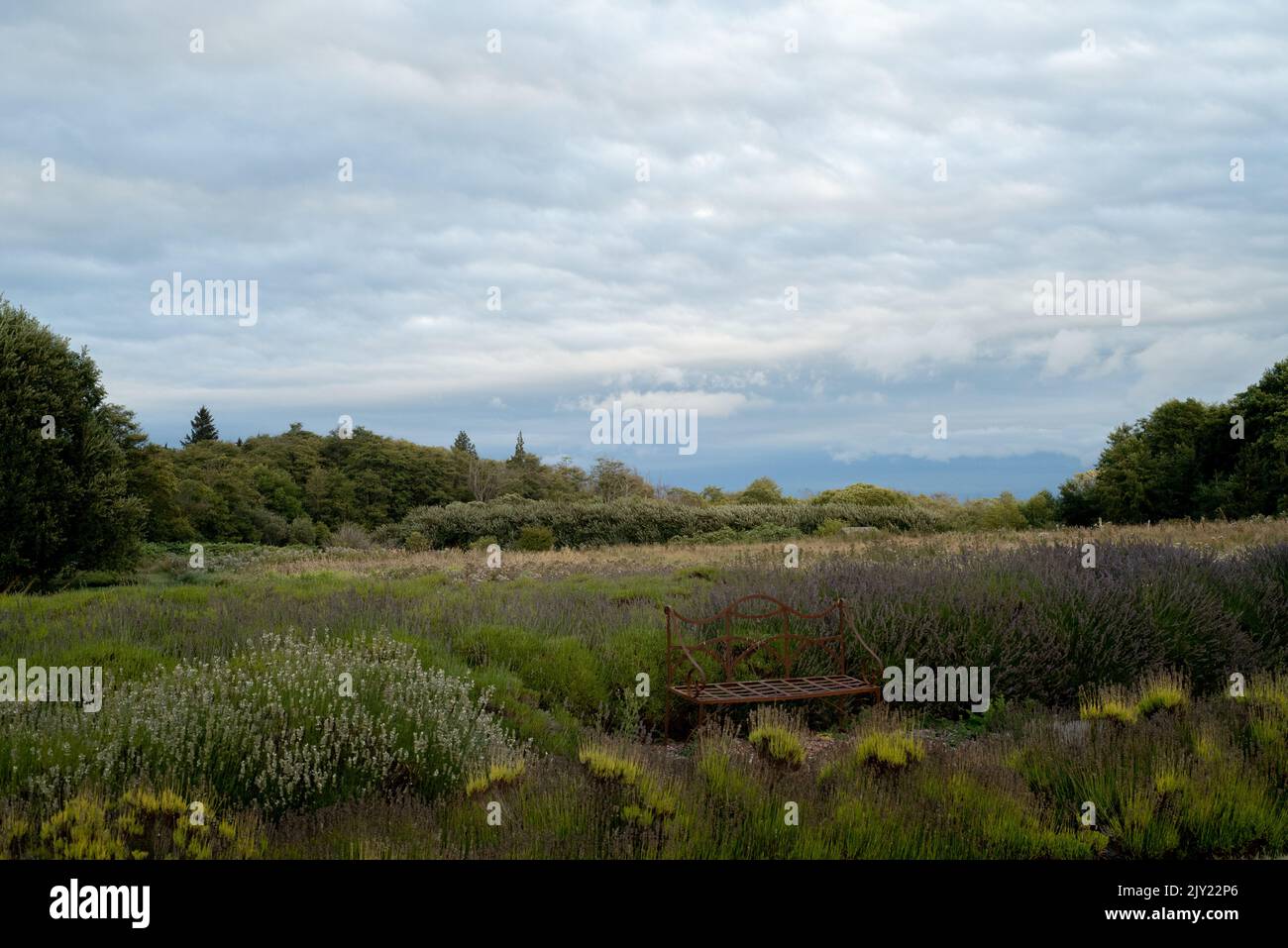 Sunrise at a lavender farm in Sequim, Washington Stock Photo - Alamy