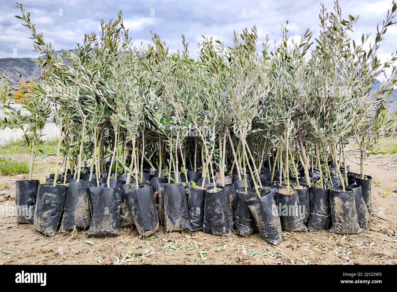 Seedlings of olive trees in plant nursery prepared for sale, for ...