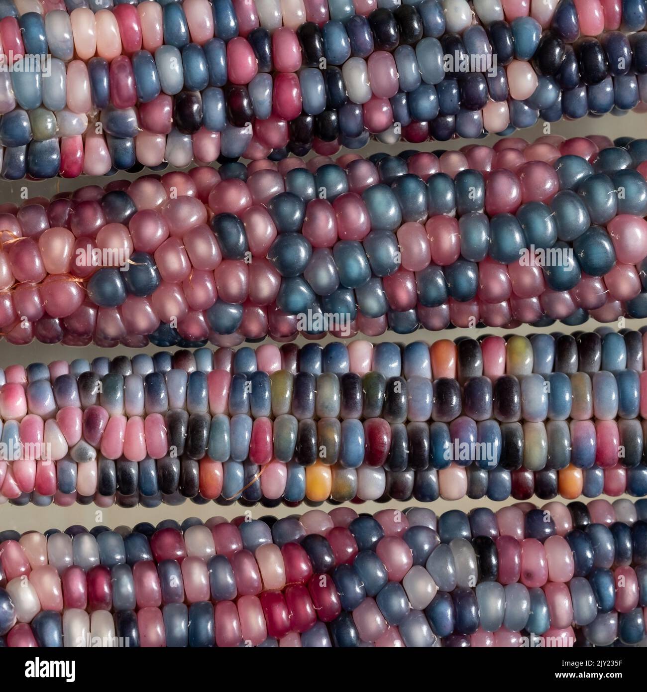 Zea Mays gem glass cobs of corn, also known as calico, flint or fiesta ...