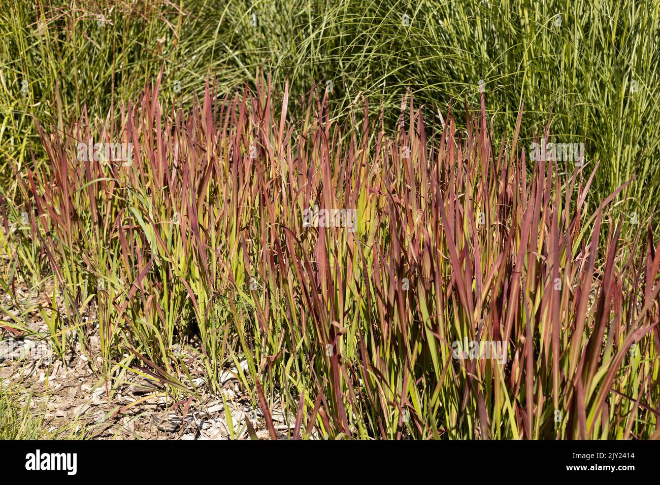 Imperata cylindrica 'Red Baron' Japanese Blood Grass Stock Photo - Alamy