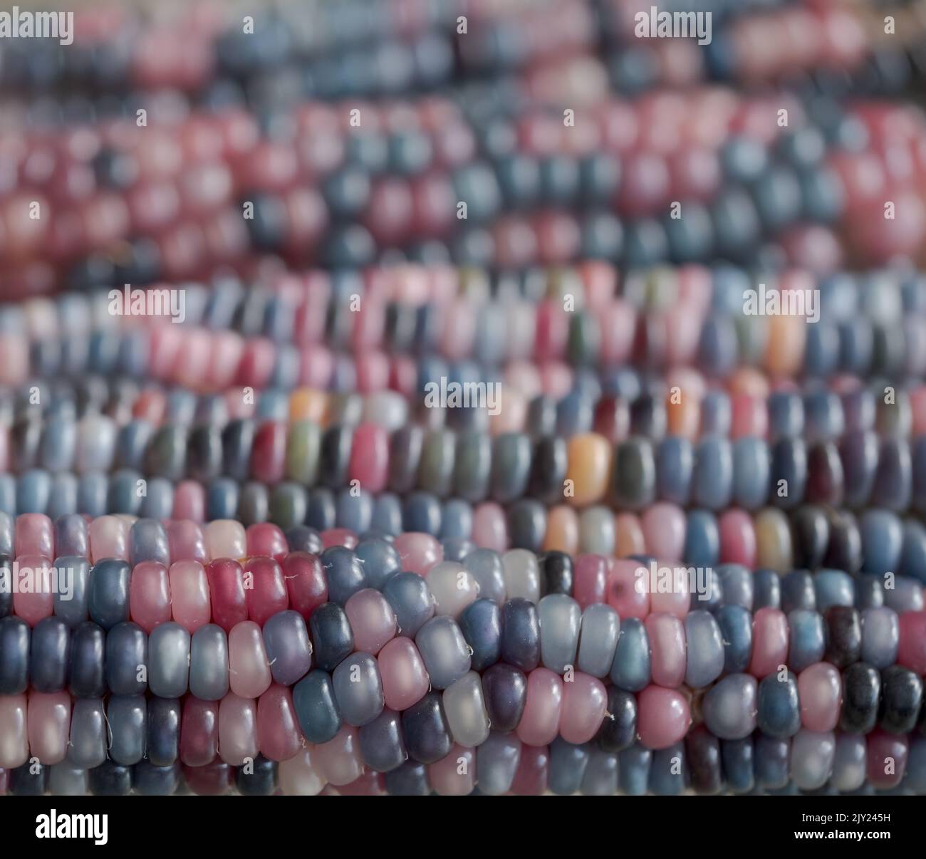 Rainbowcolored corn hi-res stock photography and images - Alamy