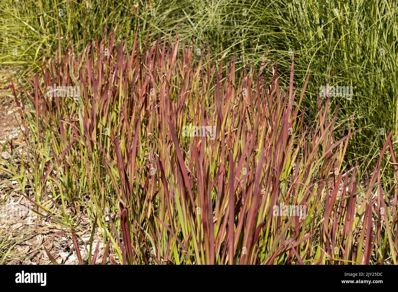 Imperata cylindrica 'Red Baron' Japanese Blood Grass Stock Photo - Alamy