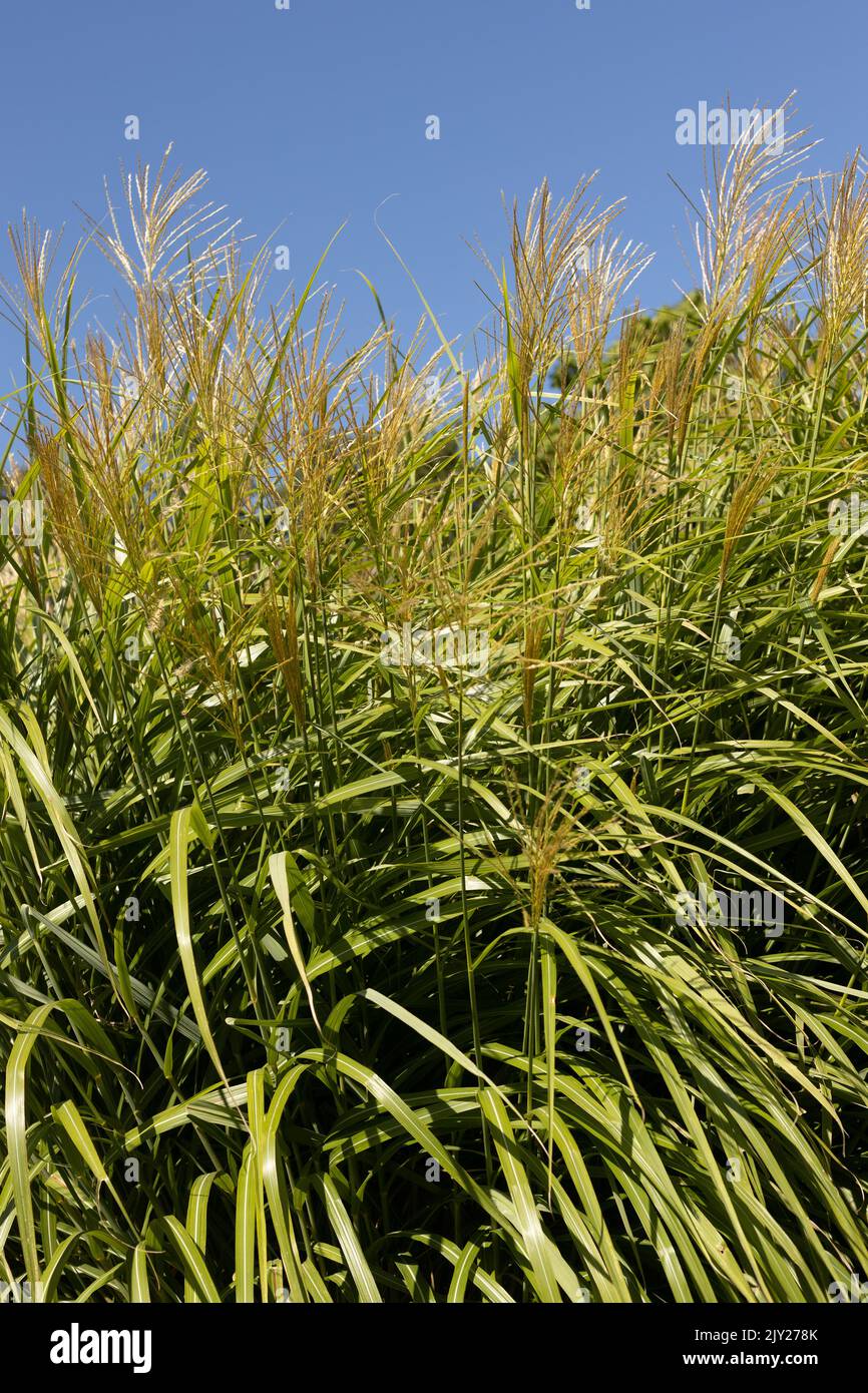 Miscanthus sinensis 'Blondo' Japanese Silver Grass Stock Photo - Alamy