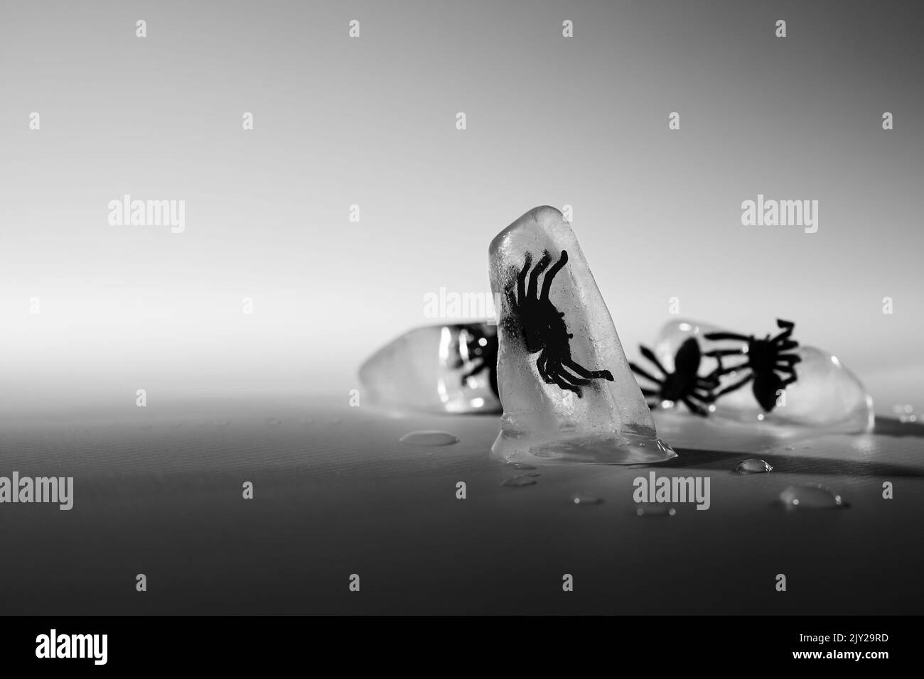 Ice cube with fake spiders. Halloween horror scene. Horizontal ...