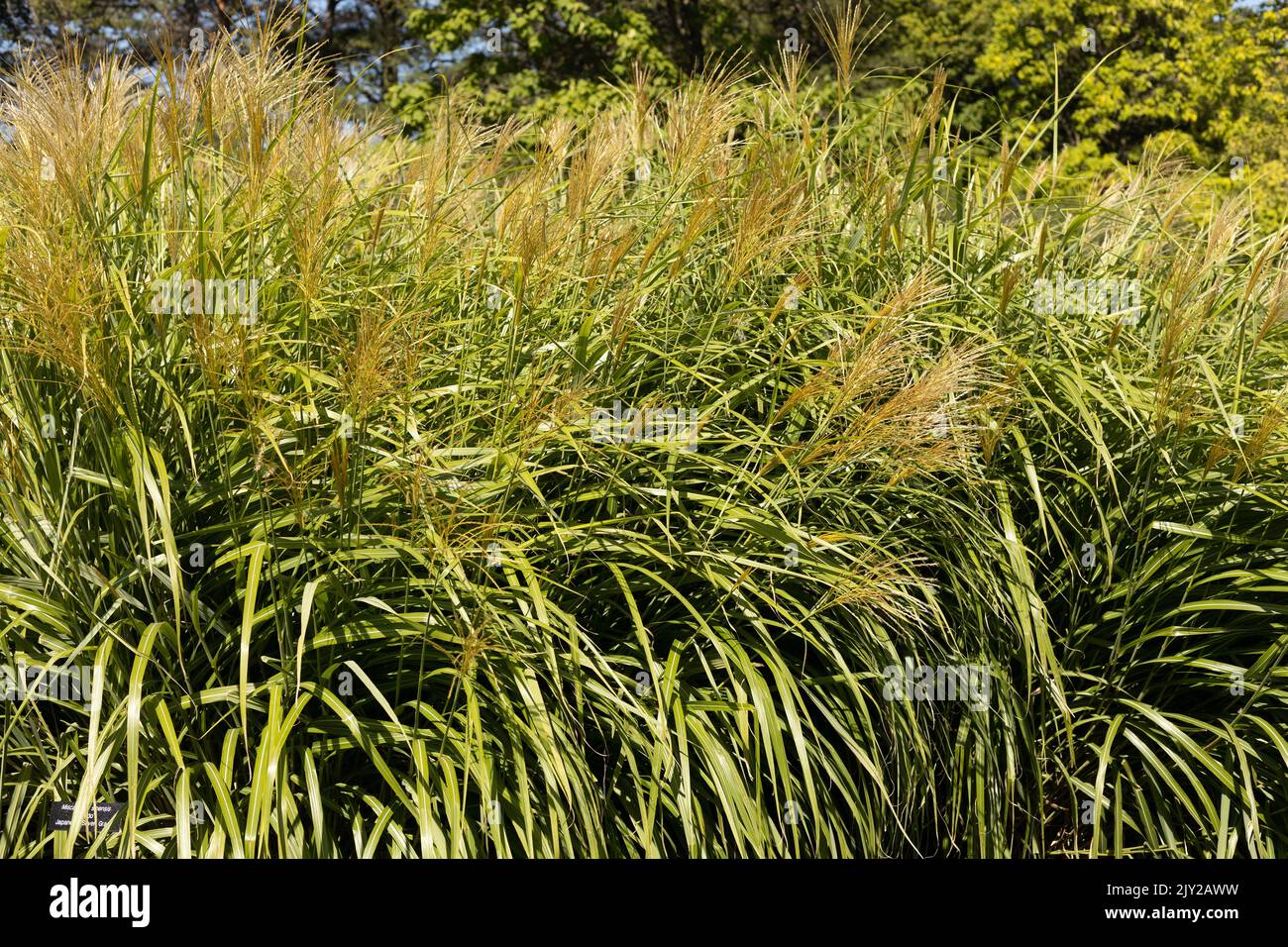 Japanese silver grass hi-res stock photography and images - Alamy