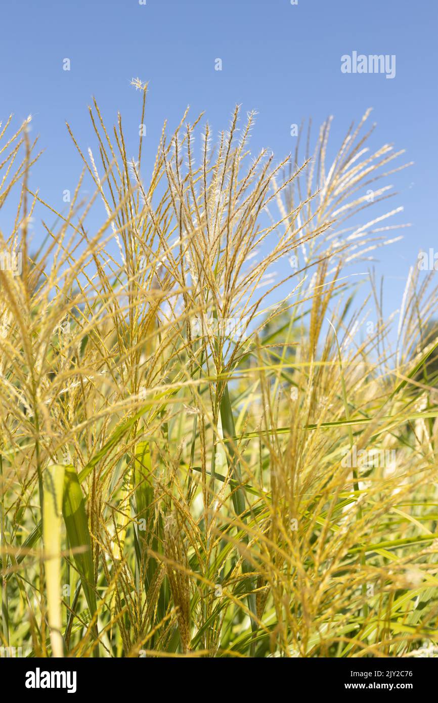 Miscanthus sinensis 'Blondo' Japanese Silver Grass Stock Photo - Alamy