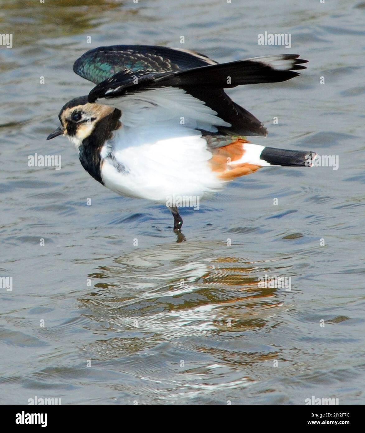 LAPWING, GREEN PLOVER, PEEWIT, PAGHAM HARBOUR, WEST SUSSEX PIC MIKE ...