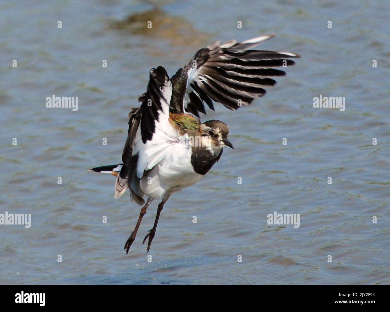 LAPWING, GREEN PLOVER, PEEWIT, PAGHAM HARBOUR, WEST SUSSEX PIC MIKE ...
