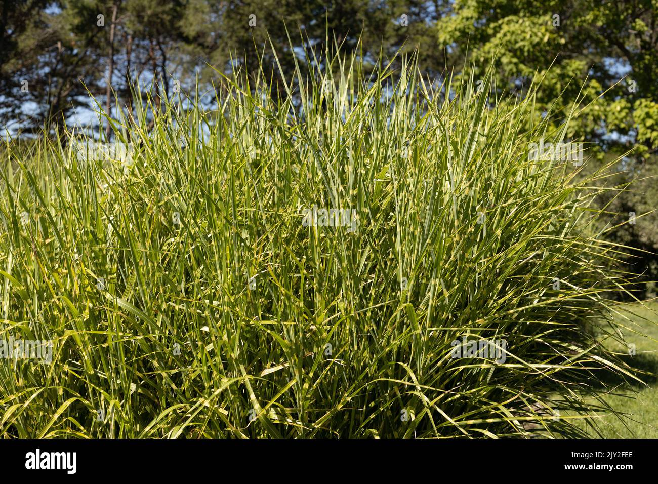 Miscanthus sinensis 'Strictus' porcupine grass Stock Photo - Alamy