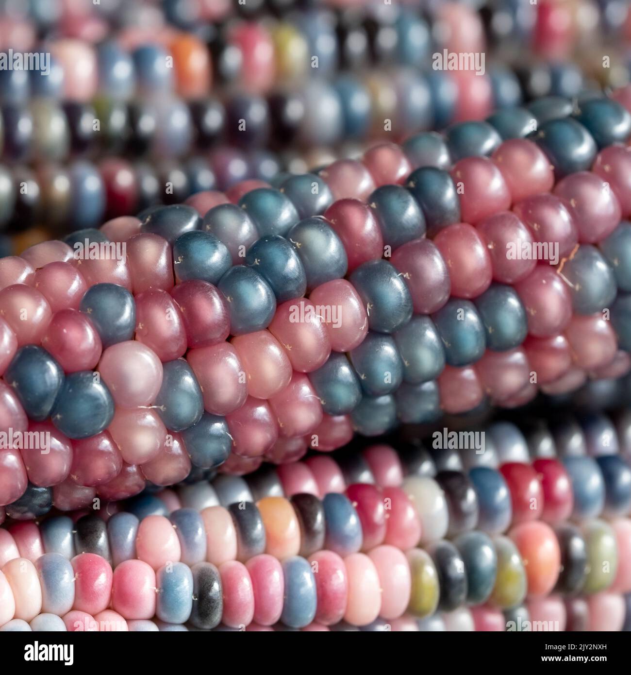 Rainbowcolored corn hi-res stock photography and images - Alamy
