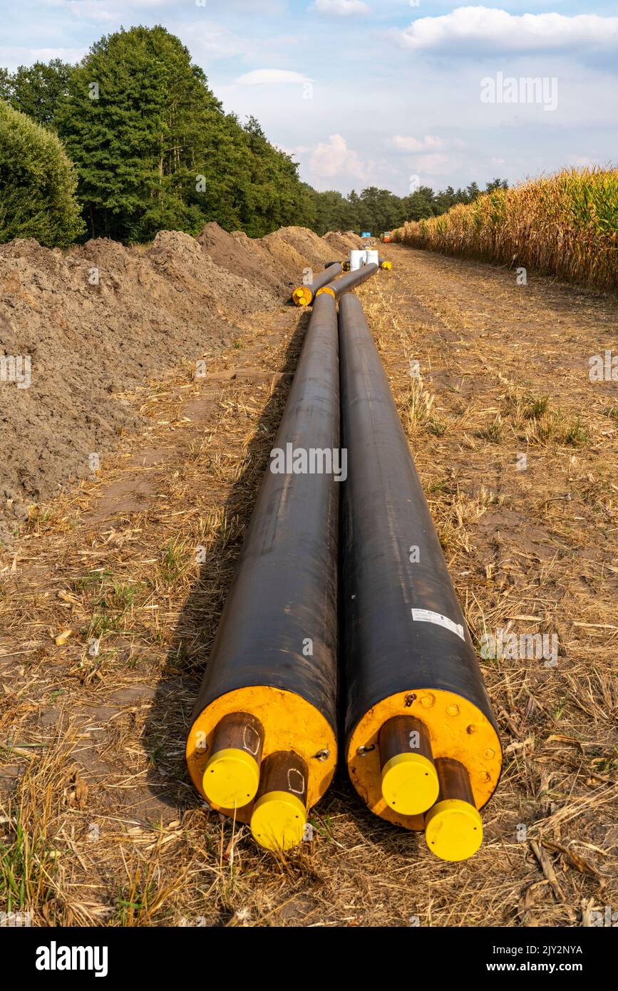 Laying of district heating pipes, next to a field, with maize, the ...