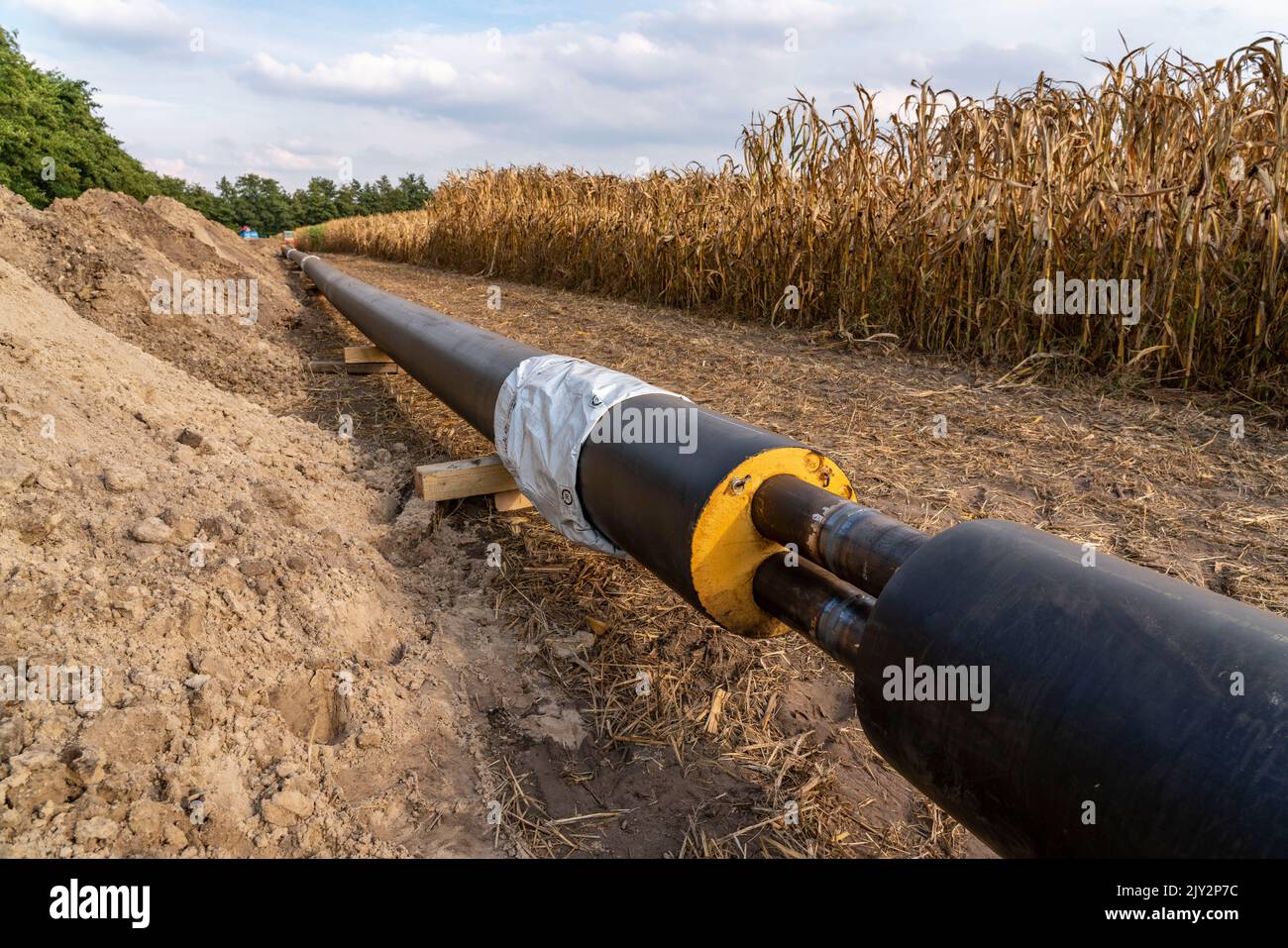 Laying of district heating pipes, next to a field, with maize, the district heating comes from a ...