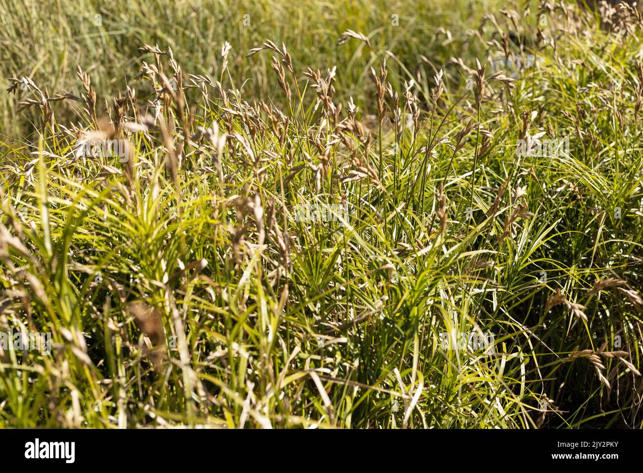 Carex muskingumensis - palm sedge Stock Photo - Alamy