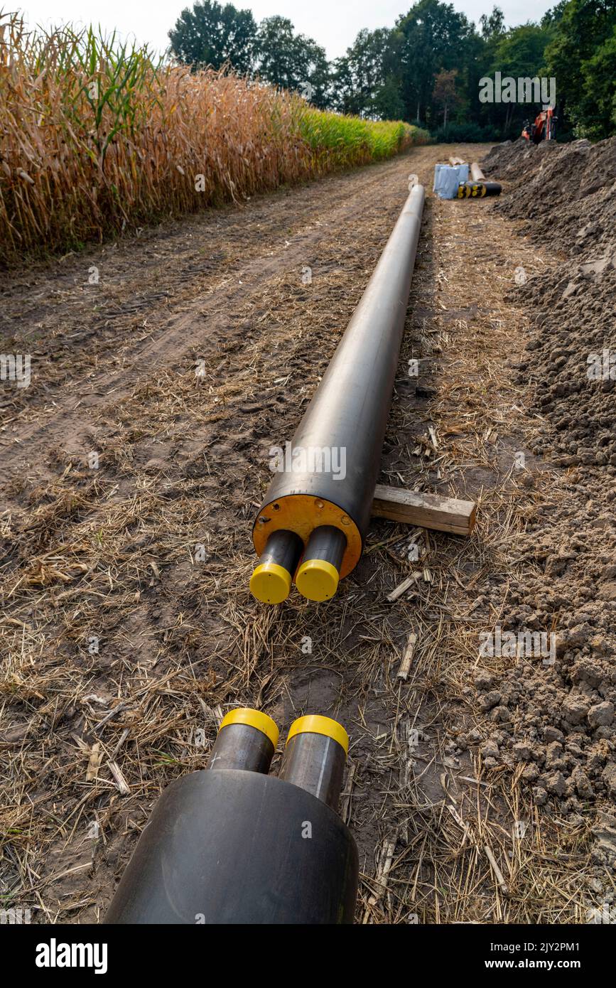 Laying of district heating pipes, next to a field, with maize, the ...