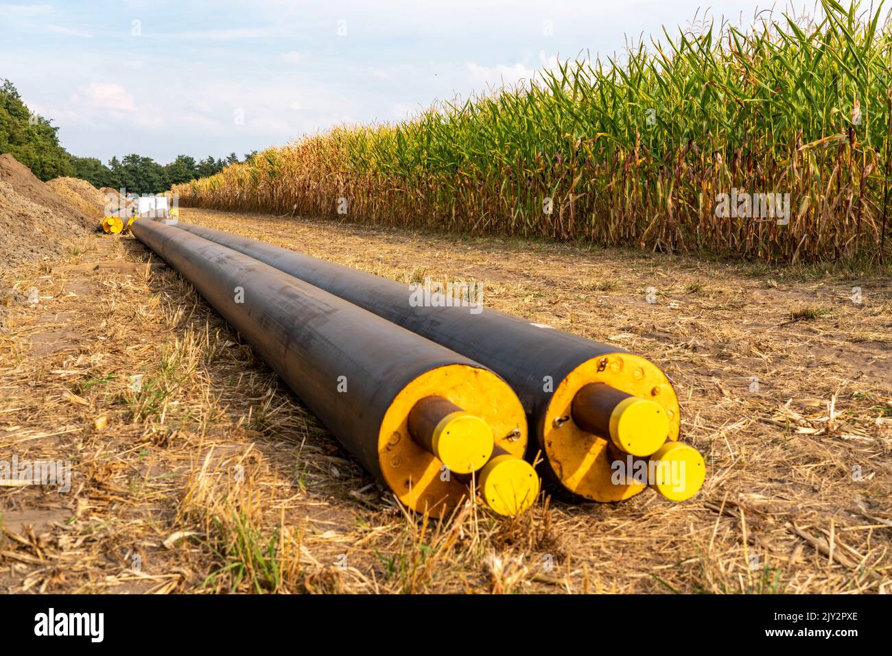 Laying of district heating pipes, next to a field, with maize, the district heating comes from a ...