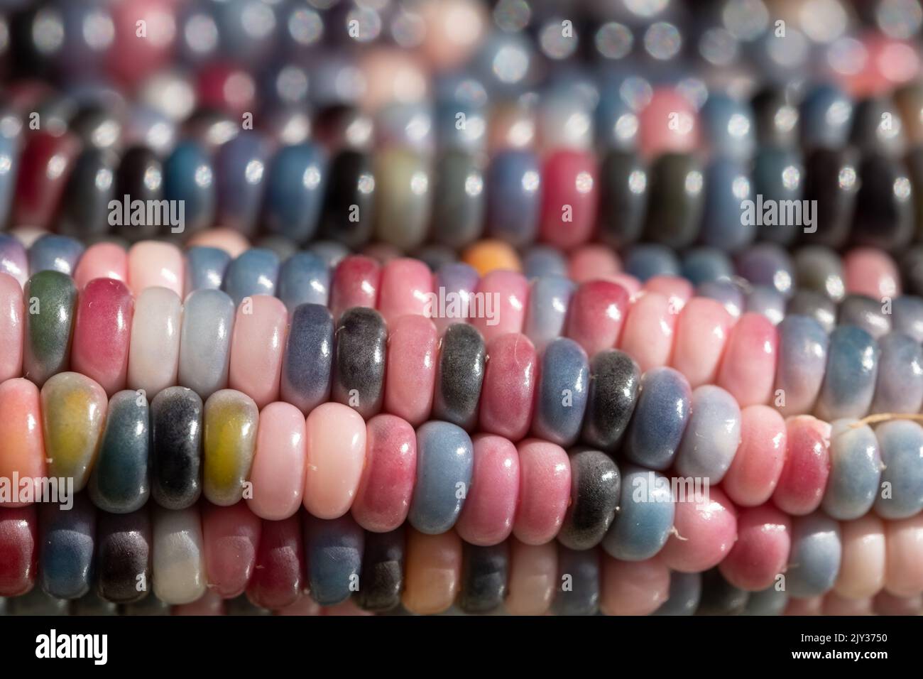Zea Mays gem glass cobs of corn, also known as calico, flint or fiesta ...