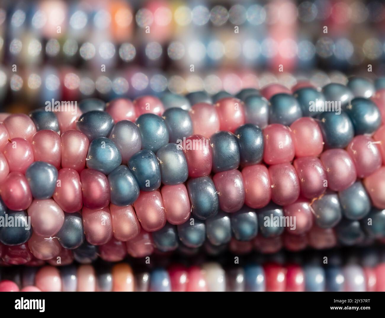 Zea Mays gem glass cobs of corn, also known as calico, flint or fiesta ...