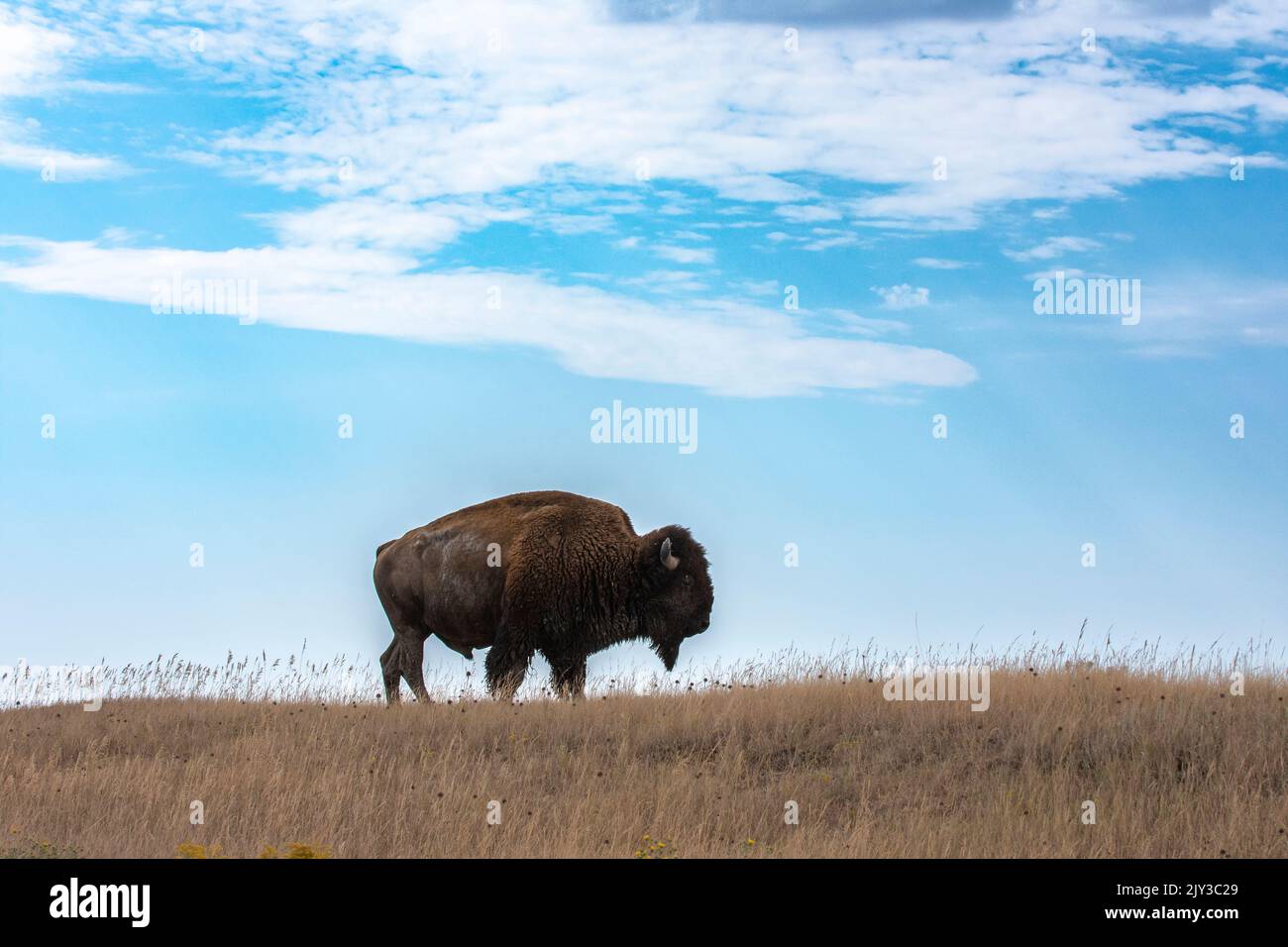 Buffalo stands on prairie grasslands. Profile view of large American ...