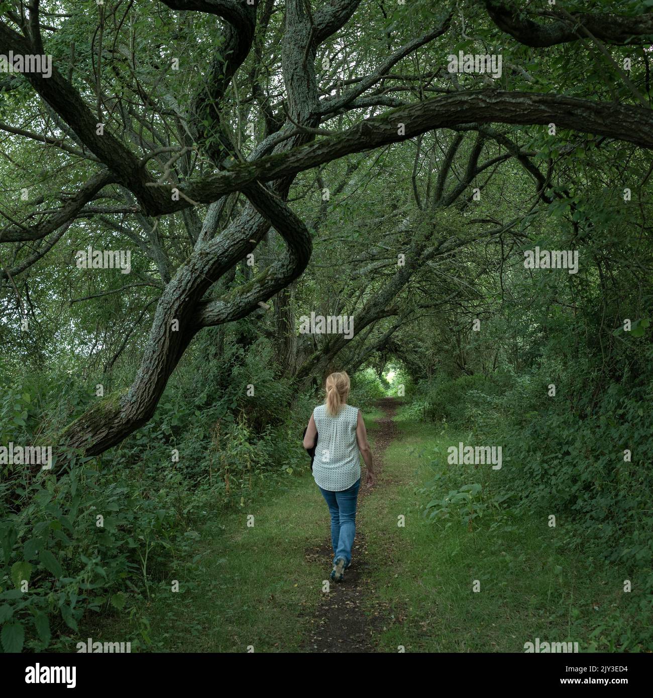 Woman walking through spooky trees alone, twisted branches, cool, green ...