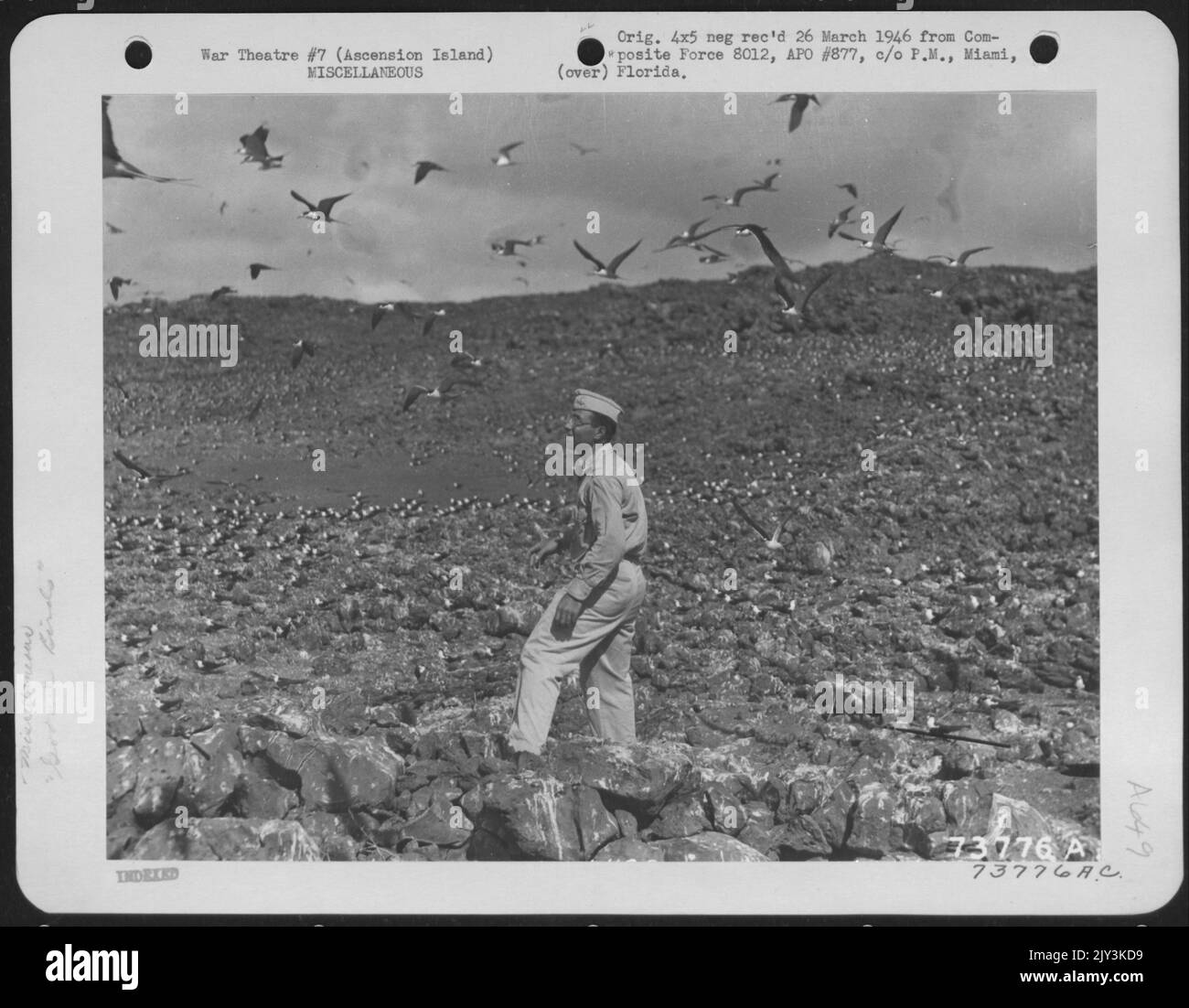 Nesting Grounds For Wideawake, Or Sooty Tern, Birds Which Make ...