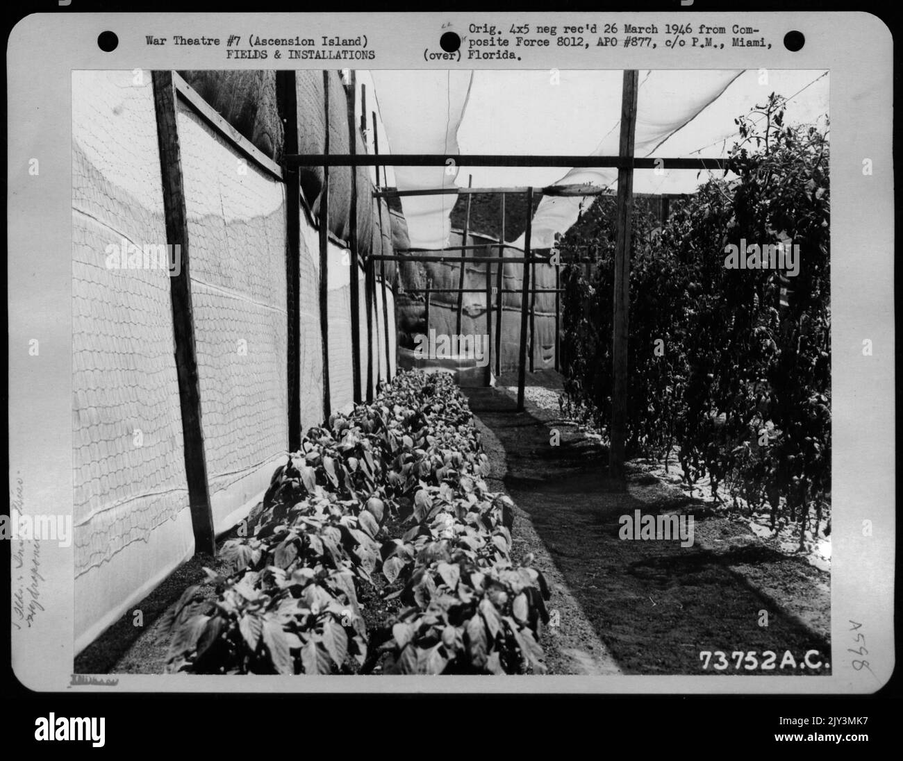 Pepper Plants Under New Wind-Break And Sun Control Conditions In ...