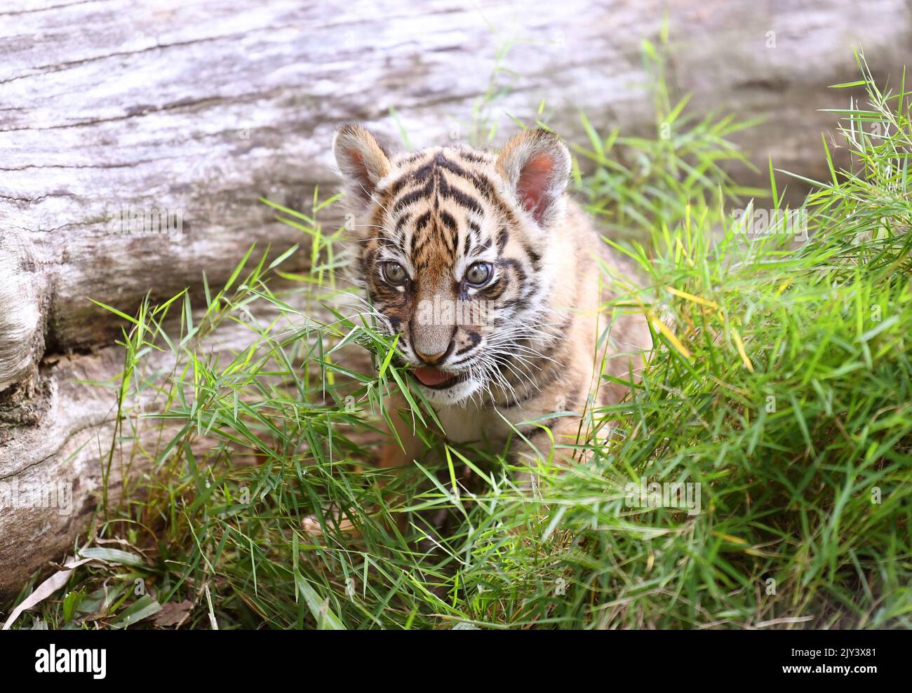 Nelson, an eight-week-old Sumatran tiger cub, is seen on his first ...