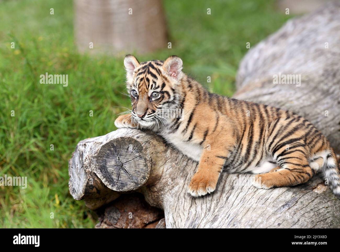 Nelson, an eight-week-old Sumatran tiger cub, is seen on his first ...